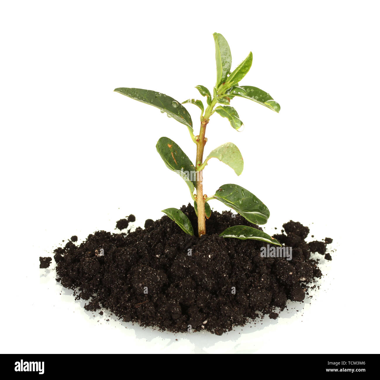 growing plant in land isolated on white background Stock Photo - Alamy