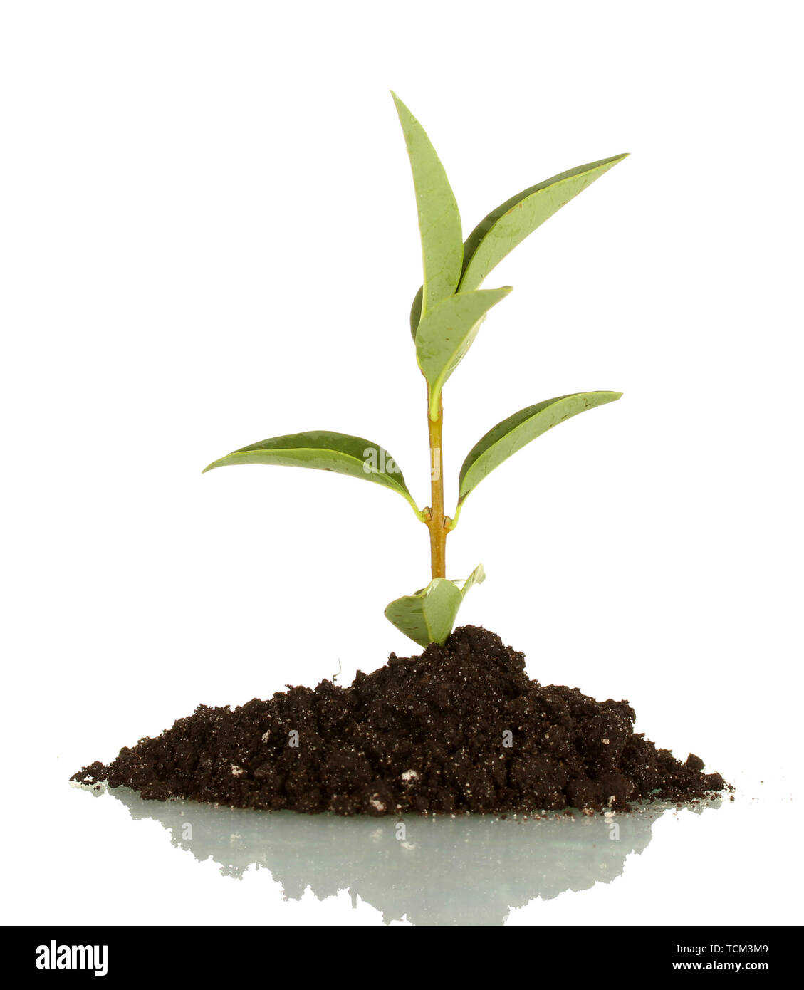 growing plant in land isolated on white background Stock Photo - Alamy