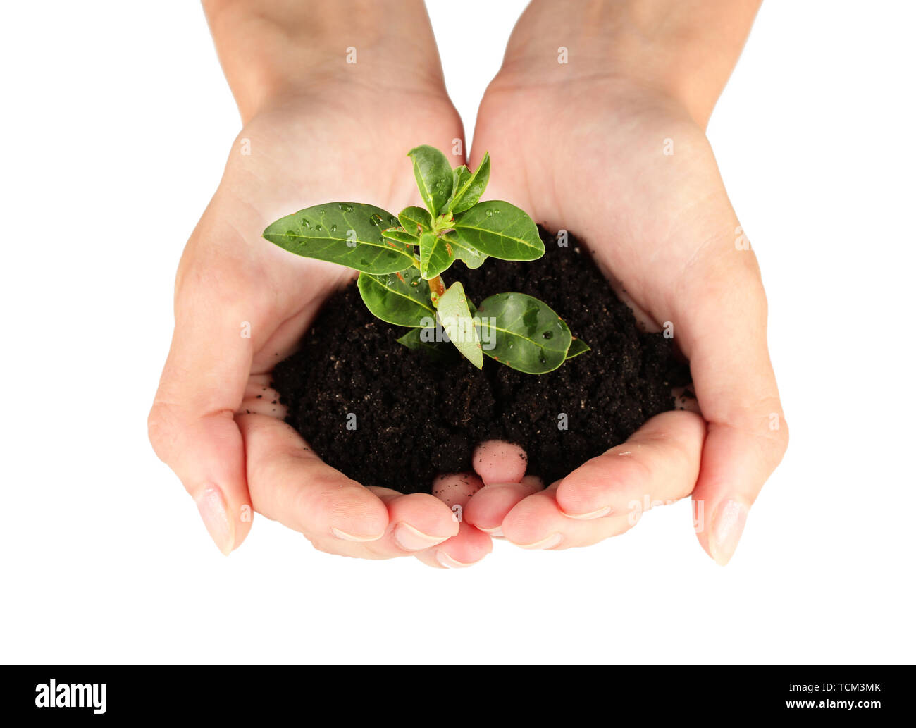Birth of a plant Cut Out Stock Images & Pictures - Alamy