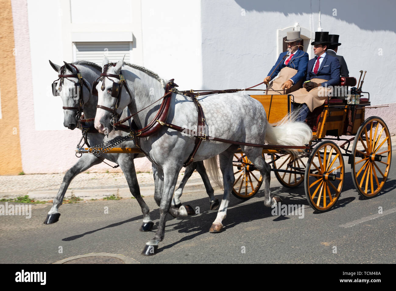 Portuguese horses hi-res stock photography and images - Alamy