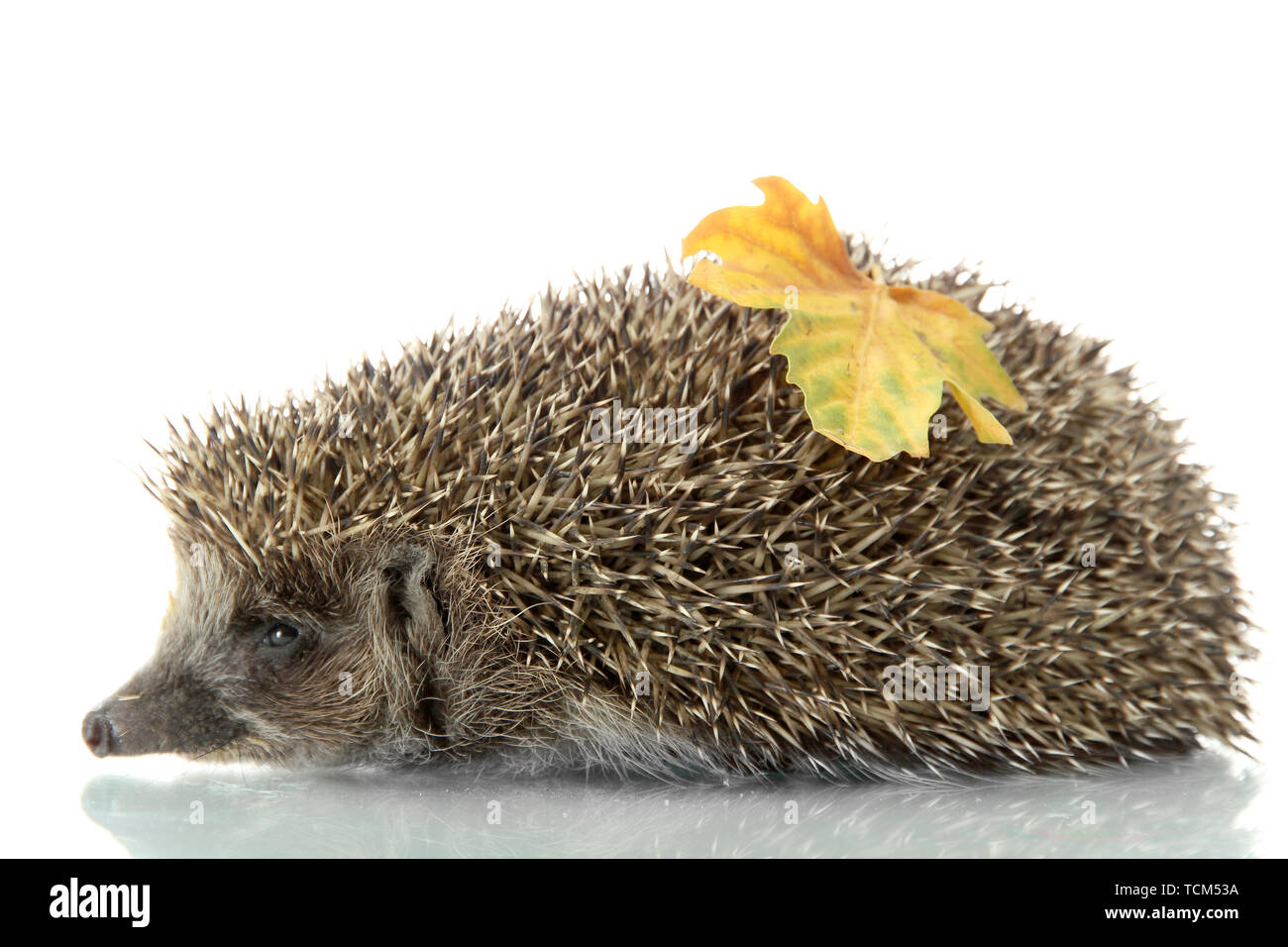 Hedgehog with autumn leaf, isolated on white Stock Photo - Alamy