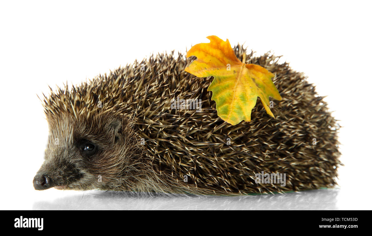 Hedgehog with autumn leaf, isolated on white Stock Photo - Alamy