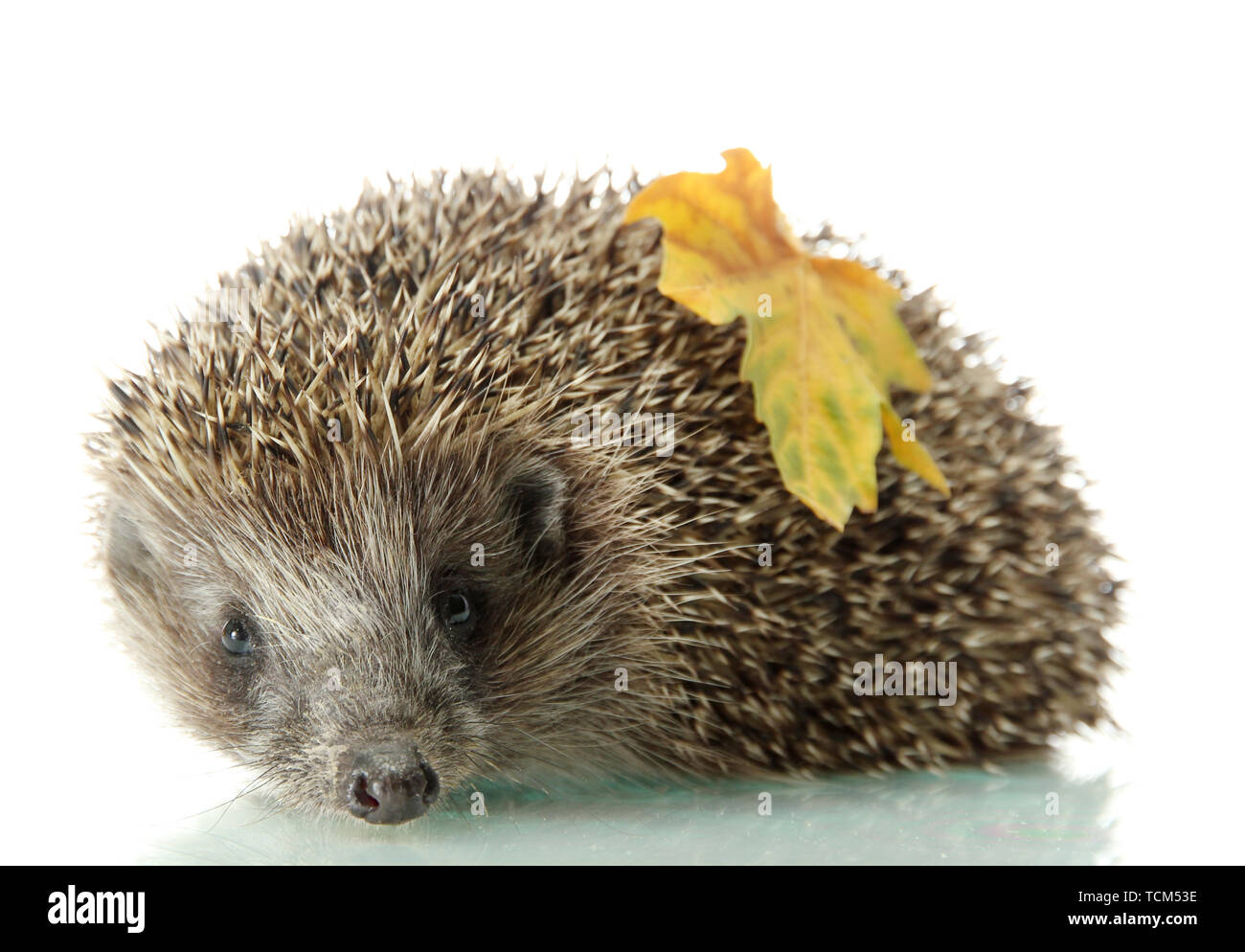 Hedgehog with autumn leaf, isolated on white Stock Photo - Alamy