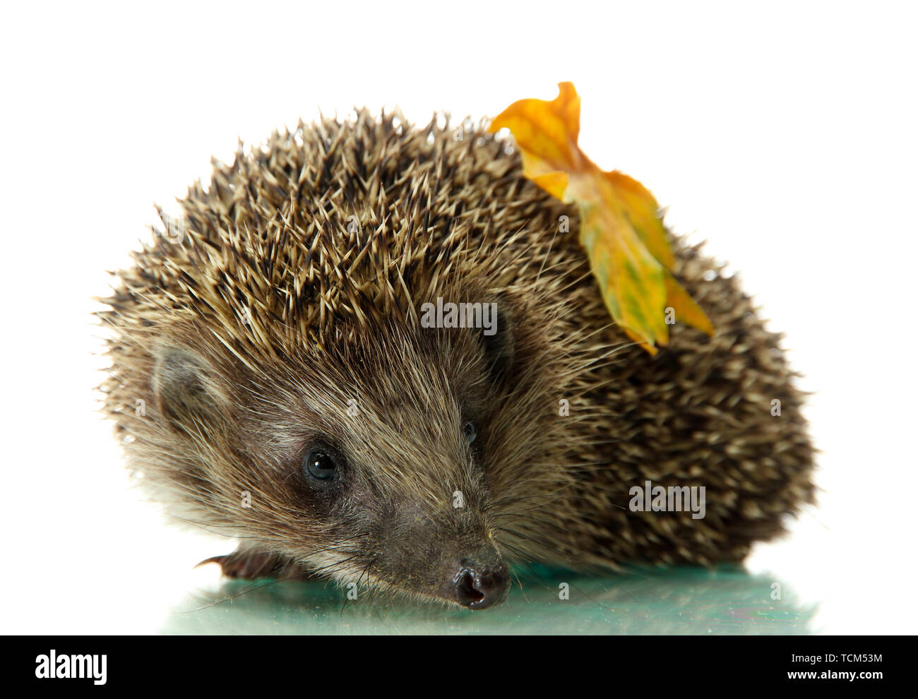 Hedgehog with autumn leaf, isolated on white Stock Photo - Alamy