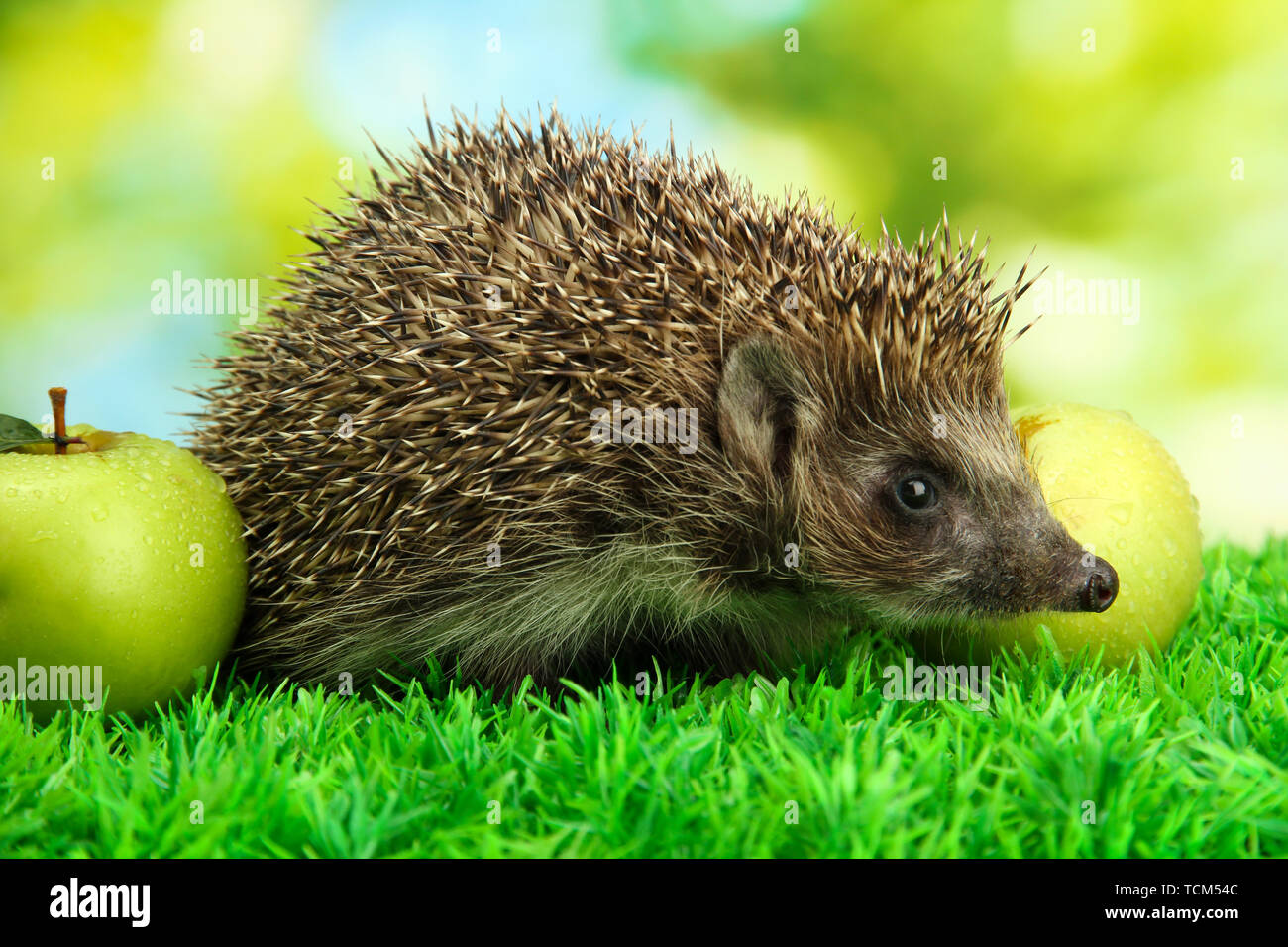Hedgehog apple on grass hi-res stock photography and images - Alamy
