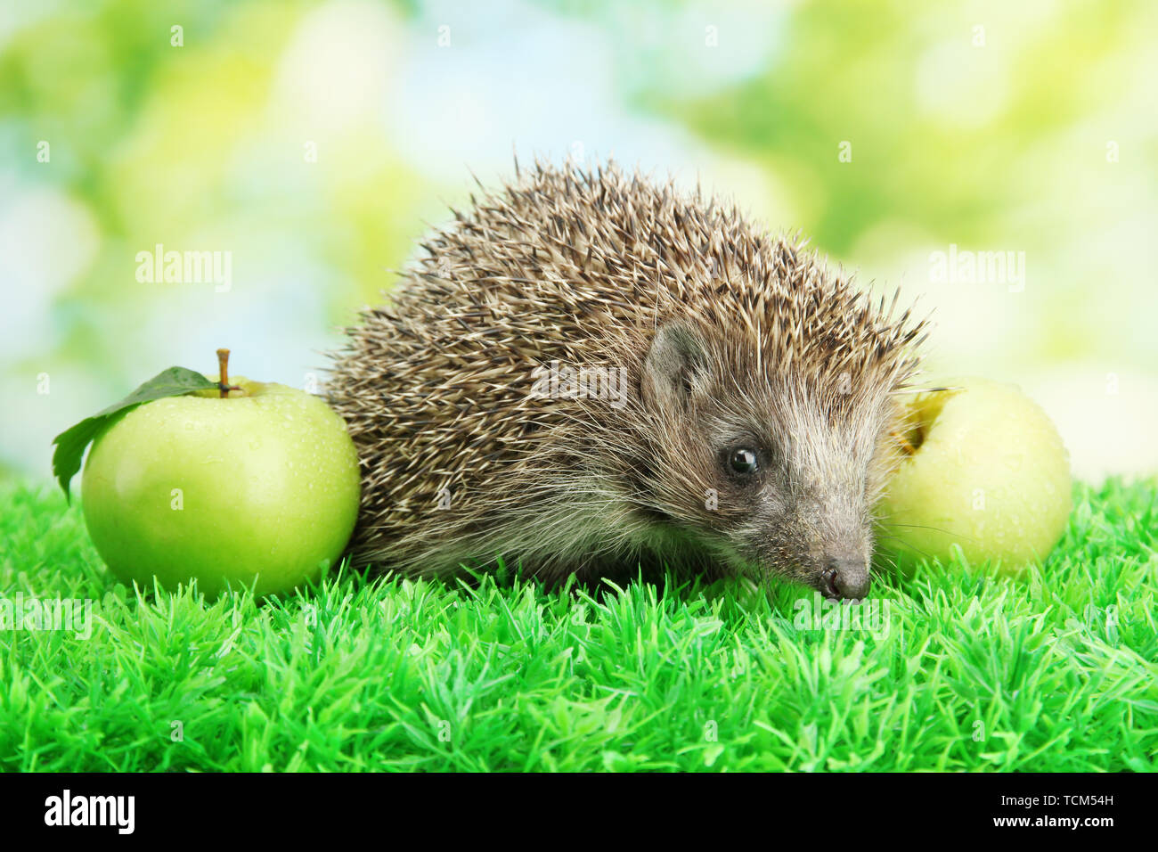 Hedgehog apple on grass hi-res stock photography and images - Alamy