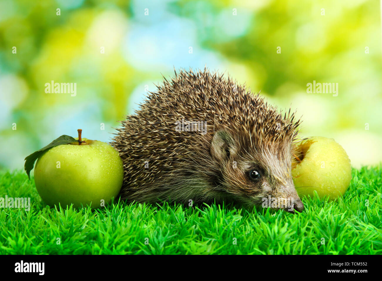 Adorable hedgehog fruit hi-res stock photography and images - Alamy