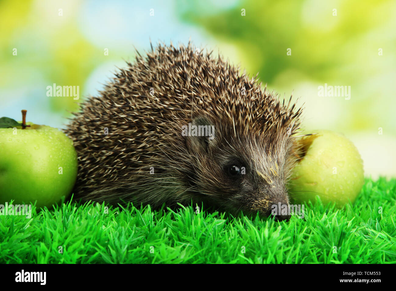 Hedgehog apple on grass hi-res stock photography and images - Alamy
