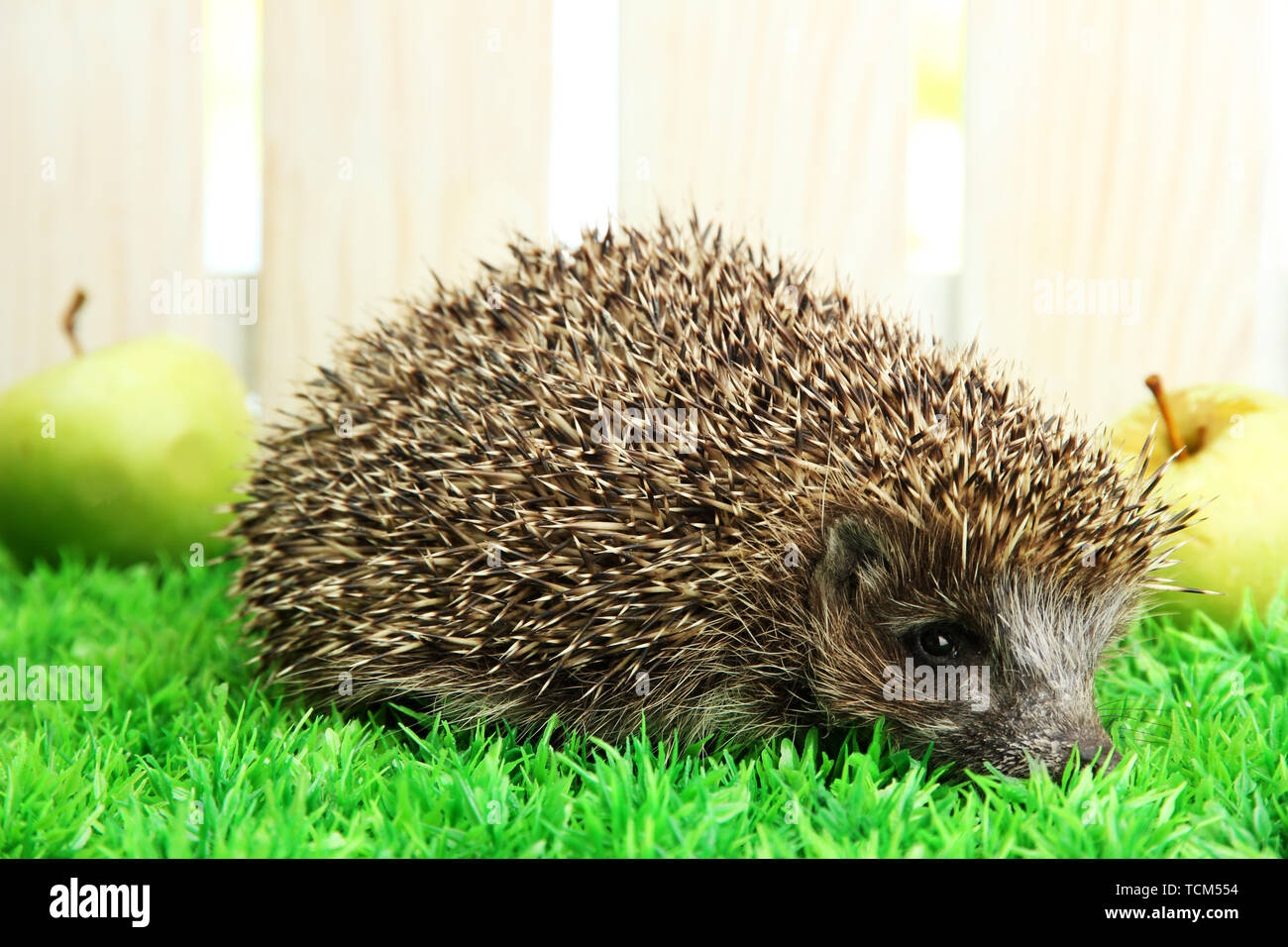 Hedgehog garden fence hi-res stock photography and images - Alamy