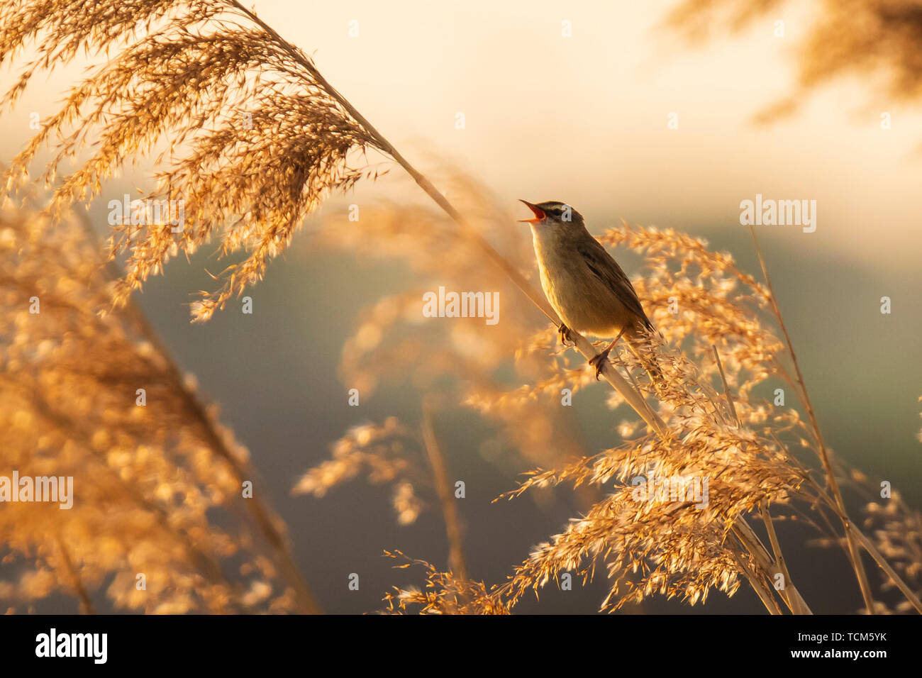 Eurasian reed warbler Acrocephalus scirpaceus bird singing in reeds ...