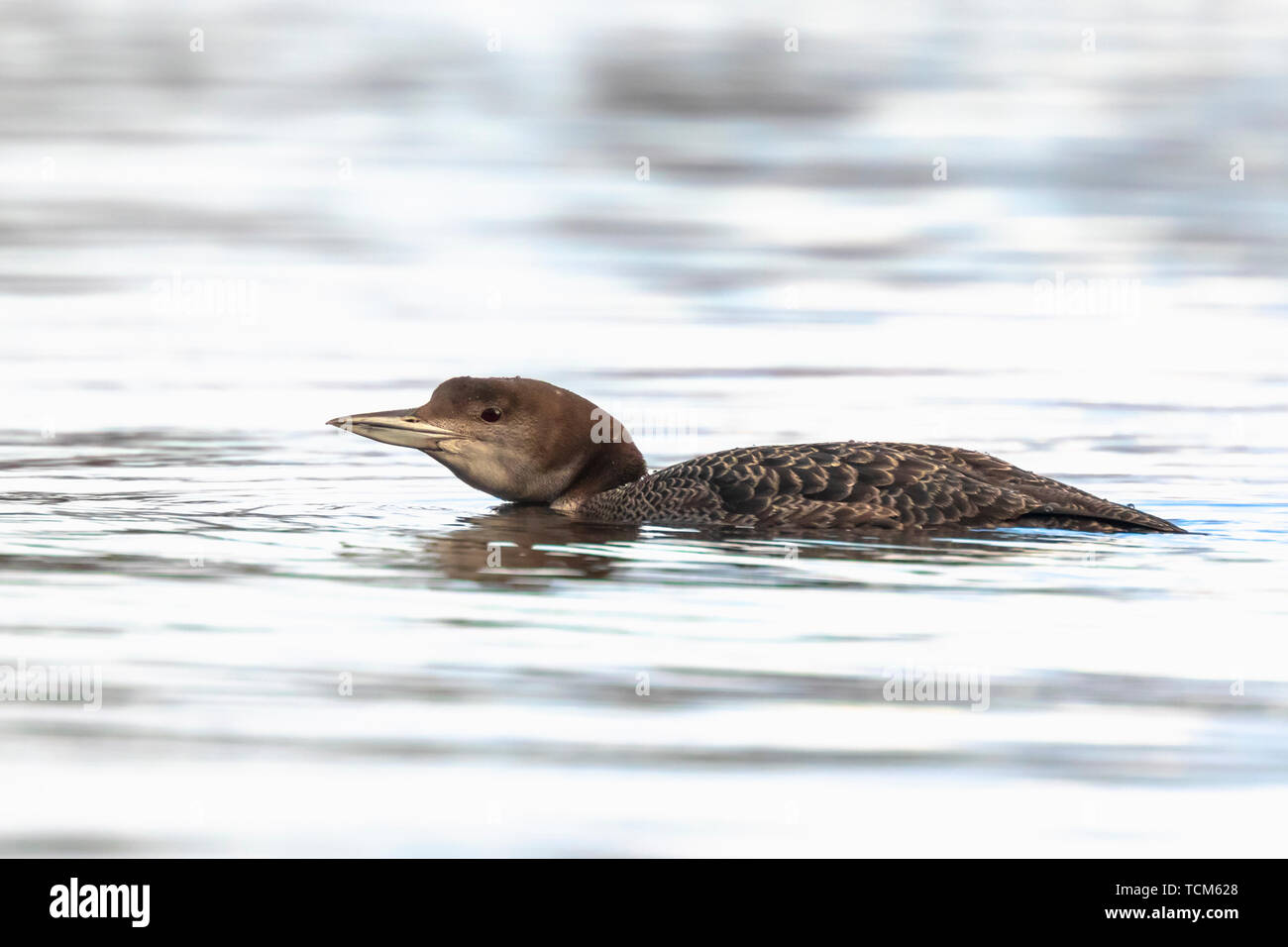 Common loon Gavia immer also known as the great northern diver or great ...