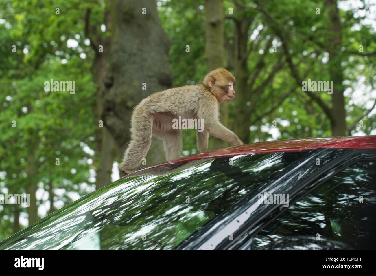 Monkey on a car hi-res stock photography and images - Alamy