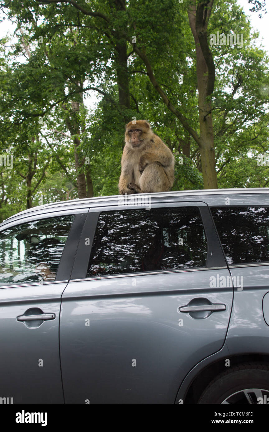 Monkey by car hi-res stock photography and images - Alamy