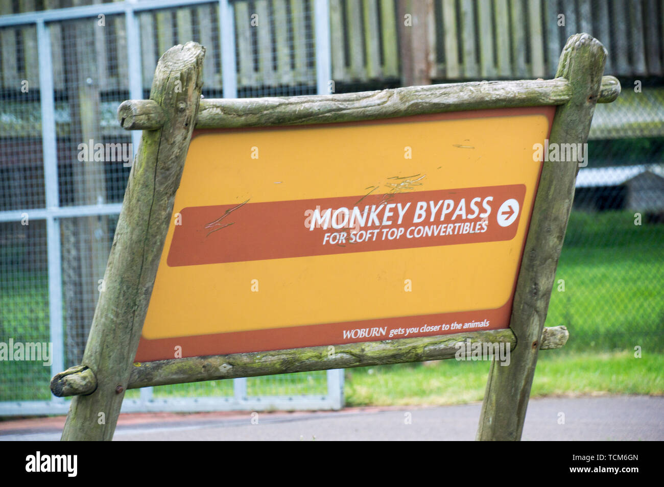 Monkey bypass in Safari park to avoid damage to cars Stock Photo - Alamy