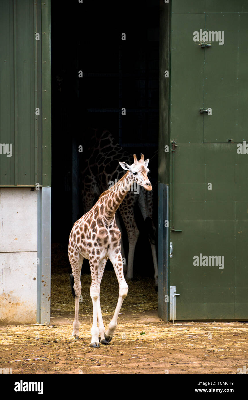 Newborn Giraffe Walking