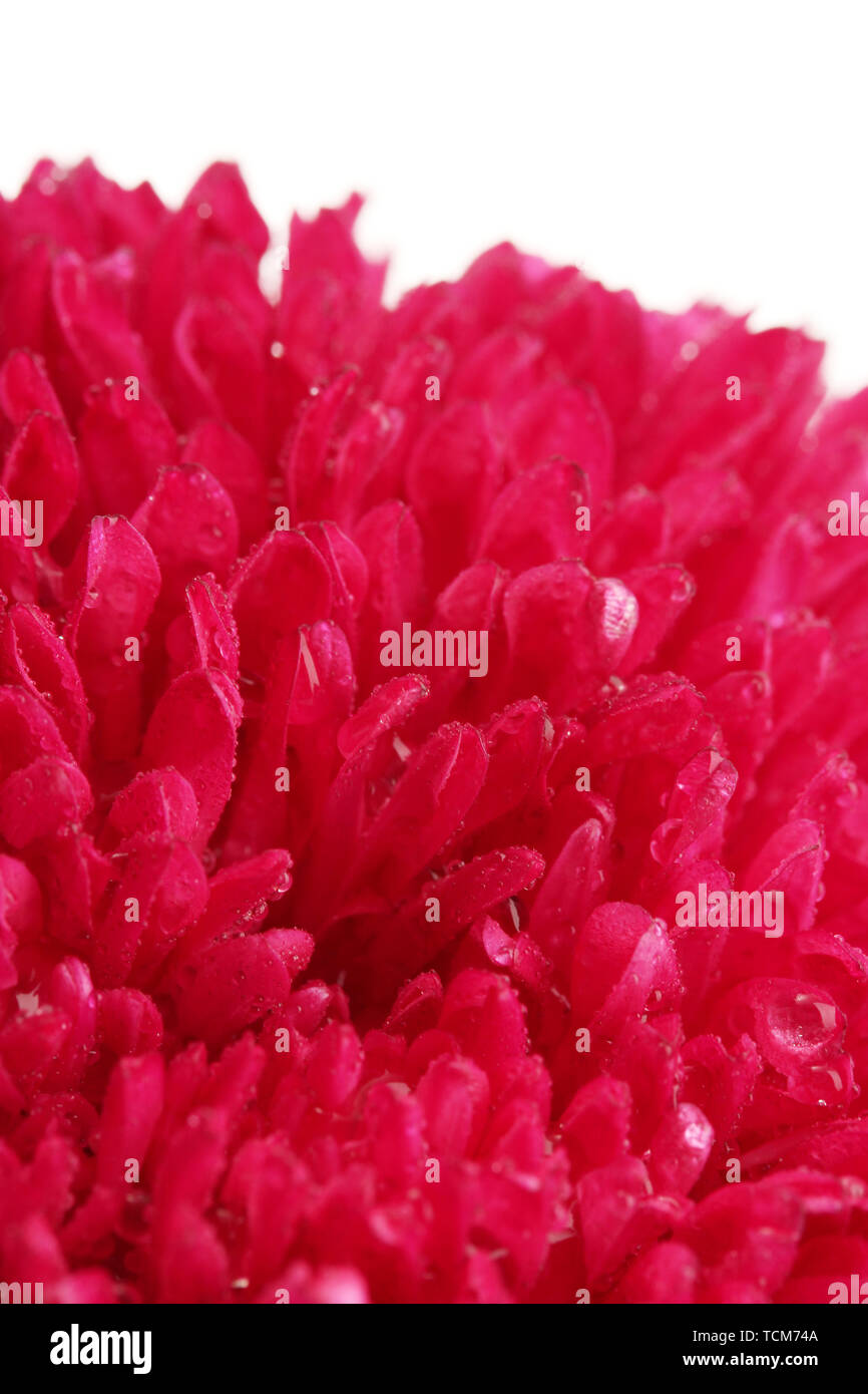 pink aster flower, isolated on white Stock Photo - Alamy