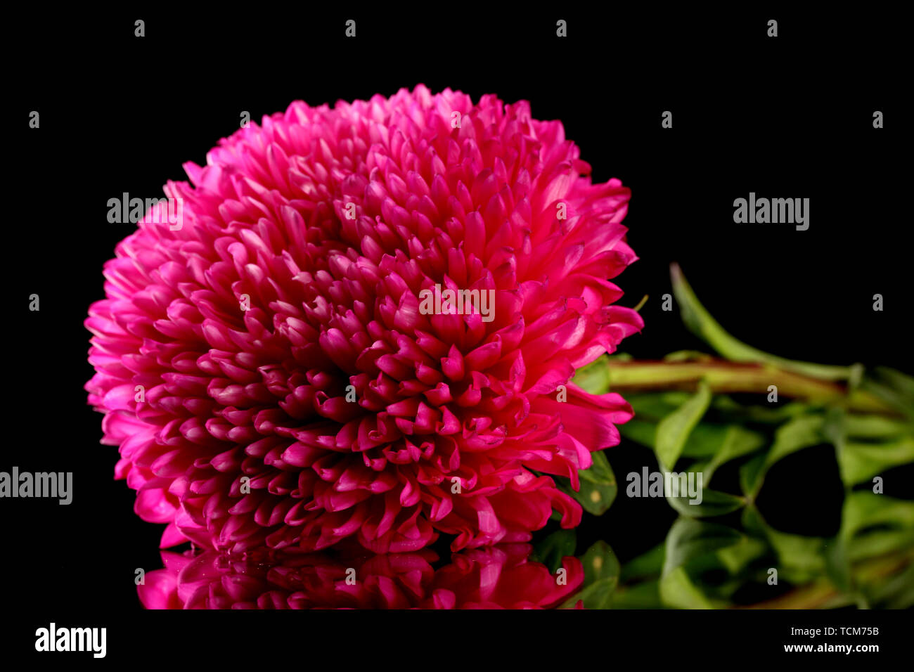 beautiful aster flower, on black background Stock Photo - Alamy