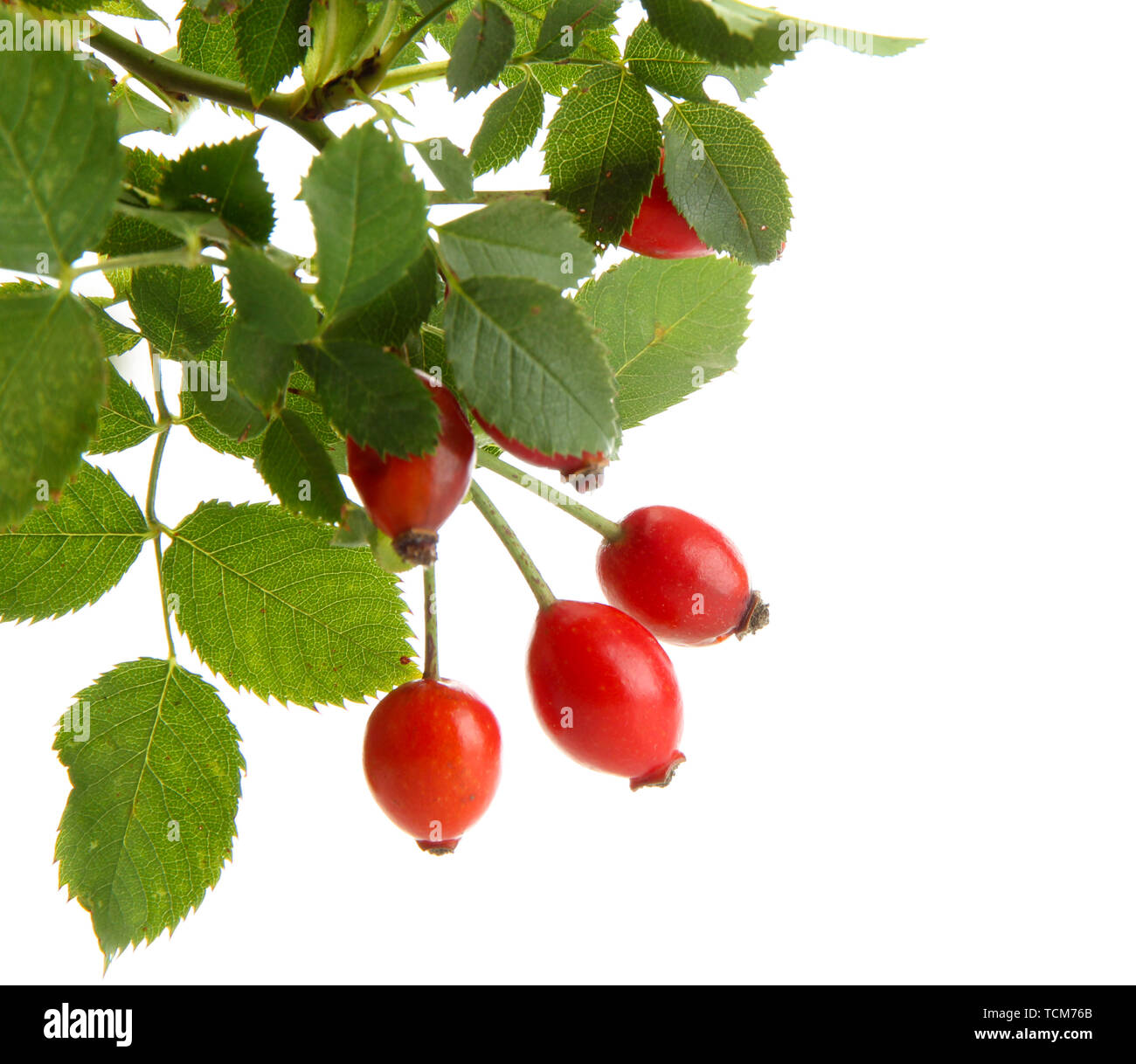 ripe hip roses on branch with leaves, isolated on white Stock Photo - Alamy