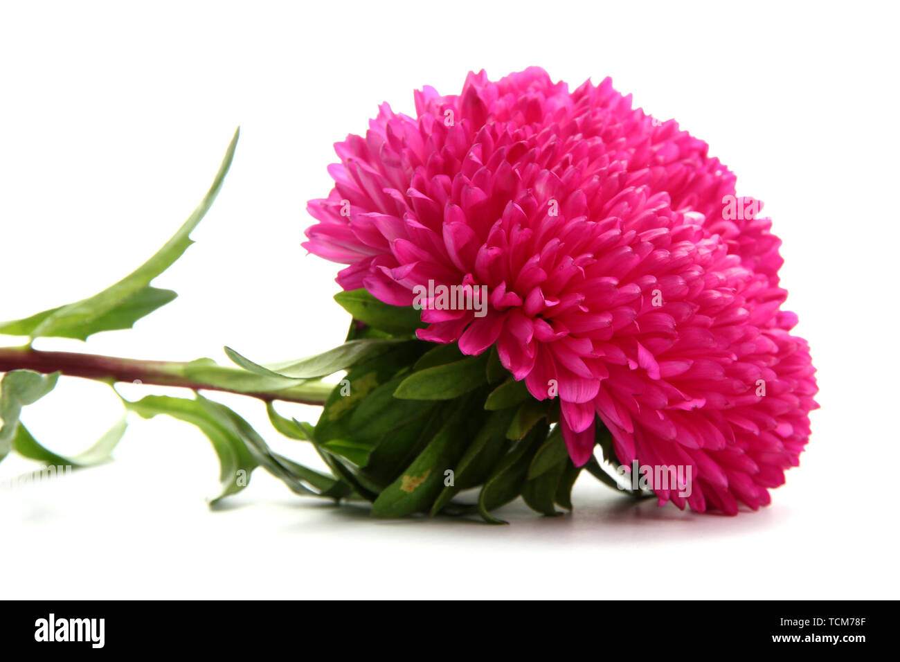 pink aster flower, isolated on white Stock Photo - Alamy