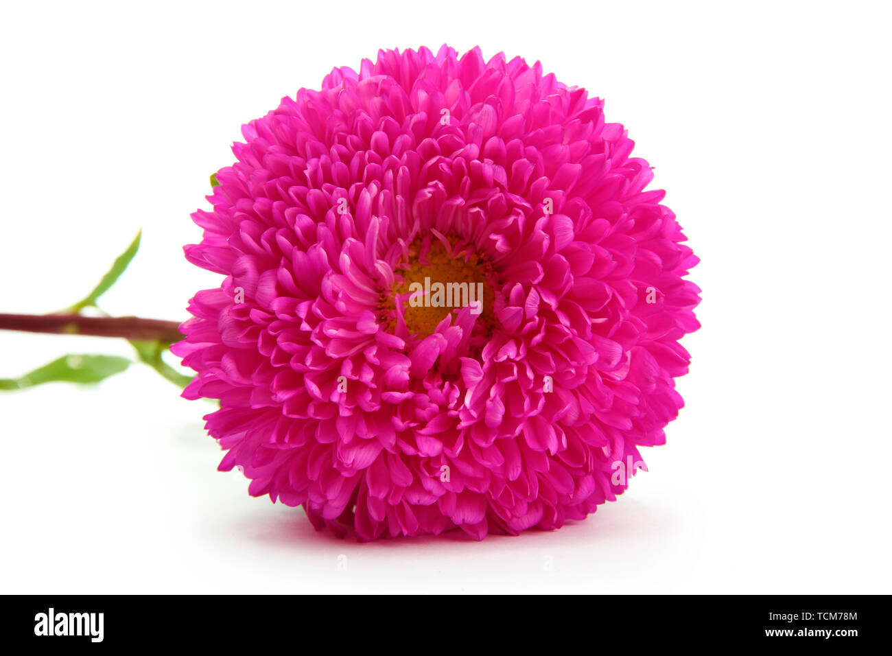 pink aster flower, isolated on white Stock Photo - Alamy