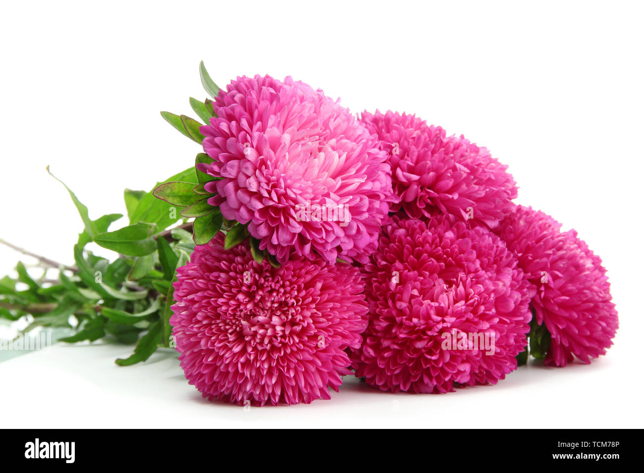Many flowers aster Cut Out Stock Images & Pictures - Alamy