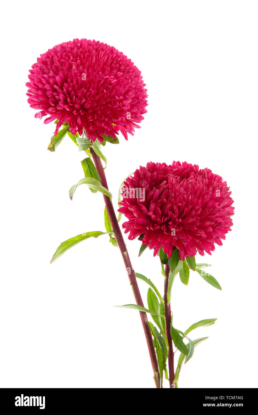 pink aster flowers, isolated on white Stock Photo - Alamy