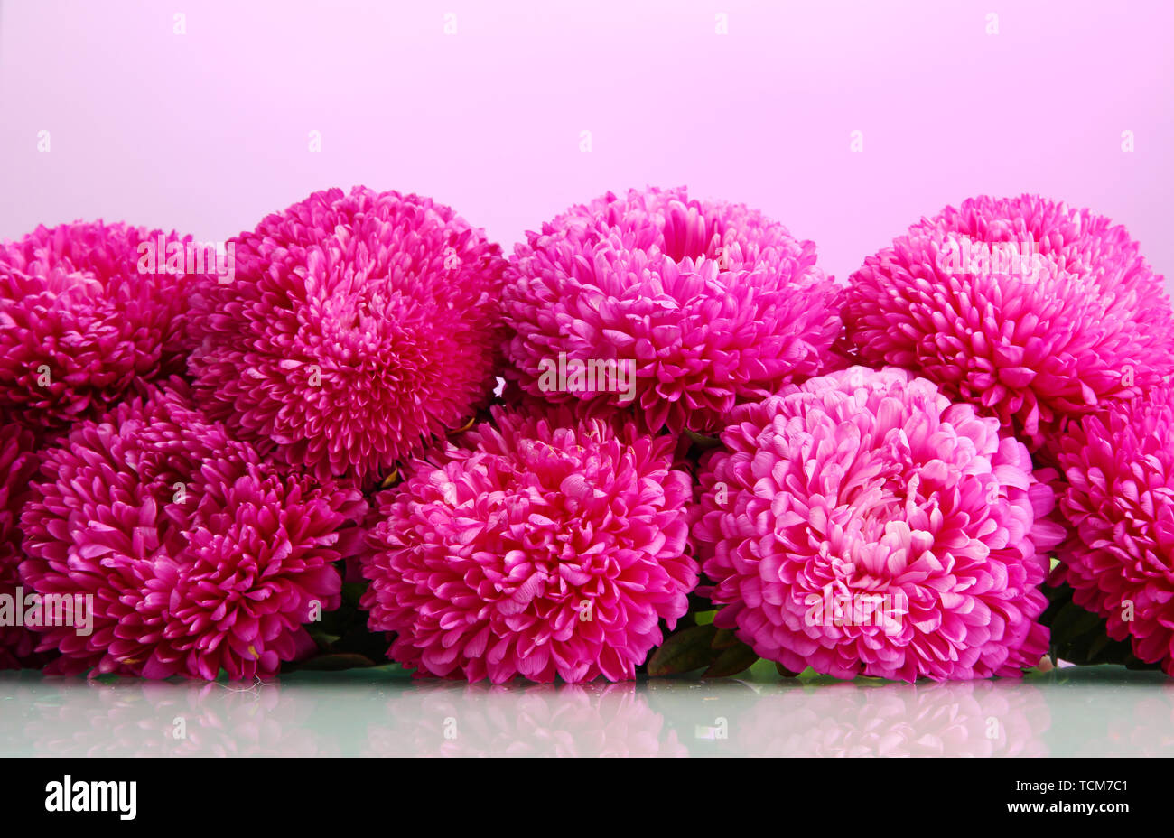 beautiful aster flowers, on pink background Stock Photo - Alamy