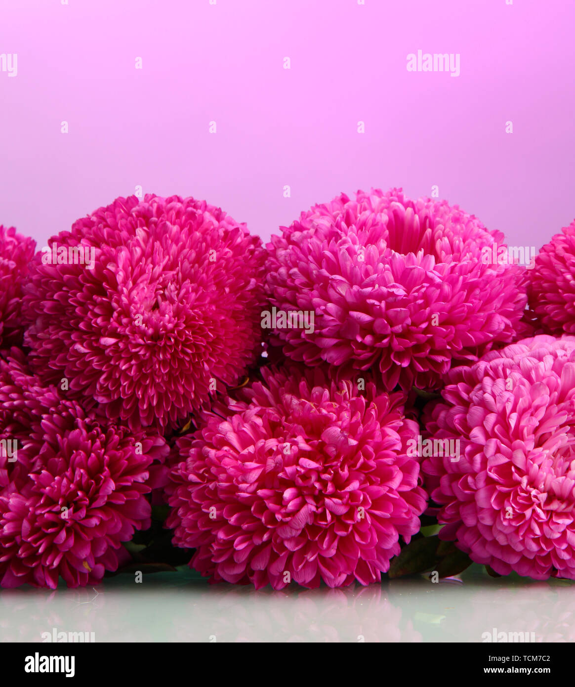 beautiful aster flowers, on pink background Stock Photo - Alamy