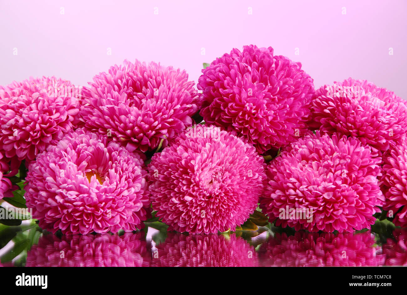 beautiful aster flowers, on pink background Stock Photo - Alamy