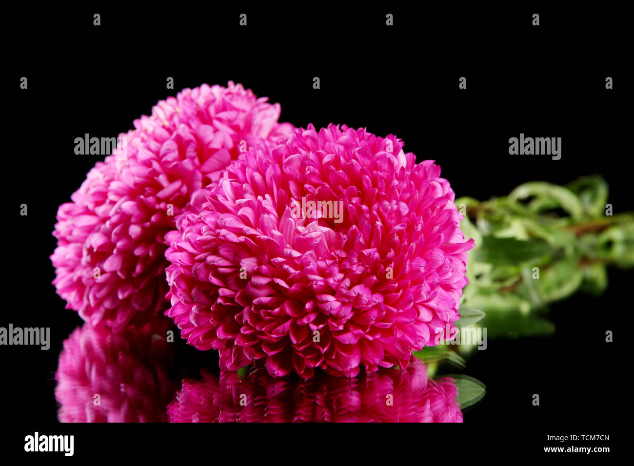 beautiful aster flowers, on black background Stock Photo - Alamy