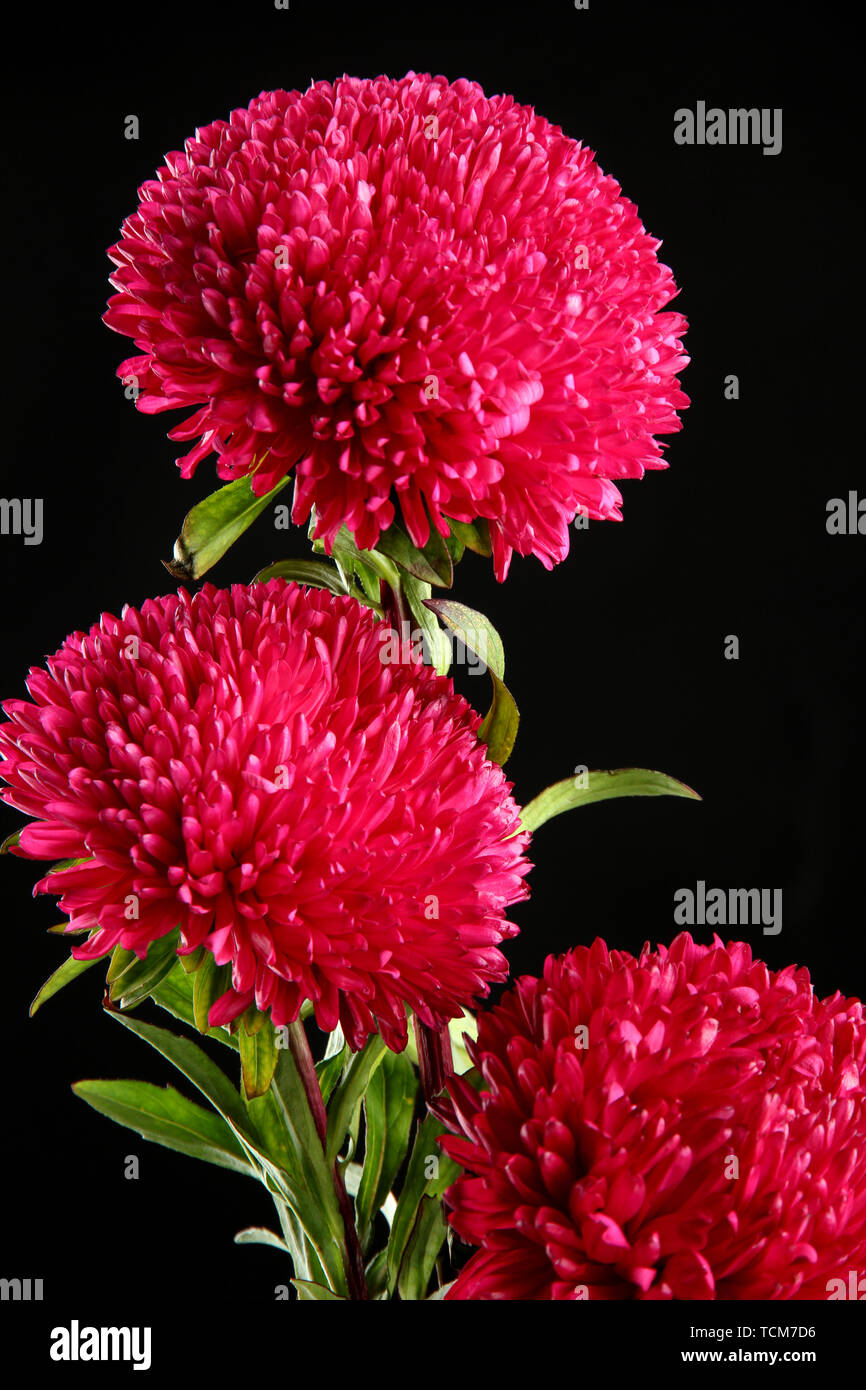 beautiful aster flowers, on black background Stock Photo - Alamy
