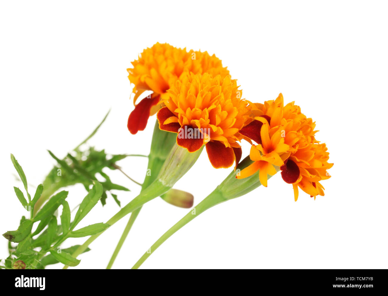 beautiful orange flowers isolated on white Stock Photo - Alamy