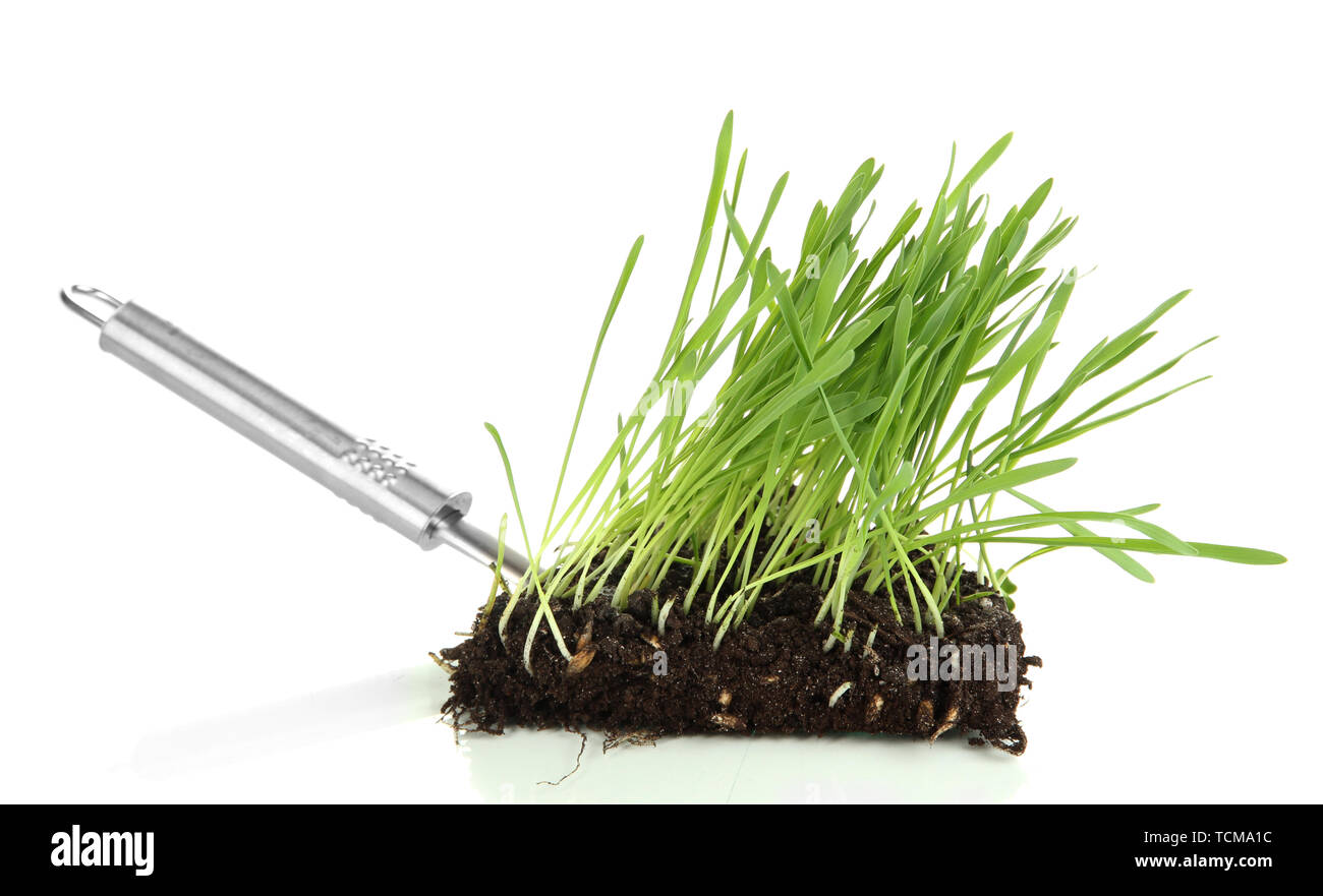 Green grass with ground on paddle isolated on white Stock Photo - Alamy