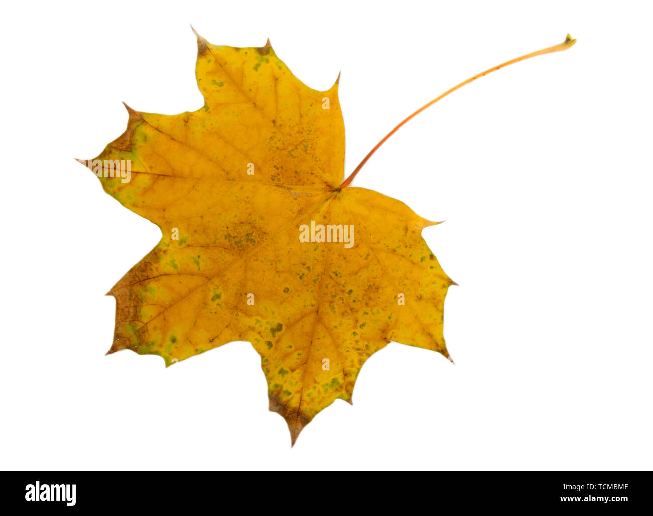 bright autumn leaf, isolated on white Stock Photo - Alamy