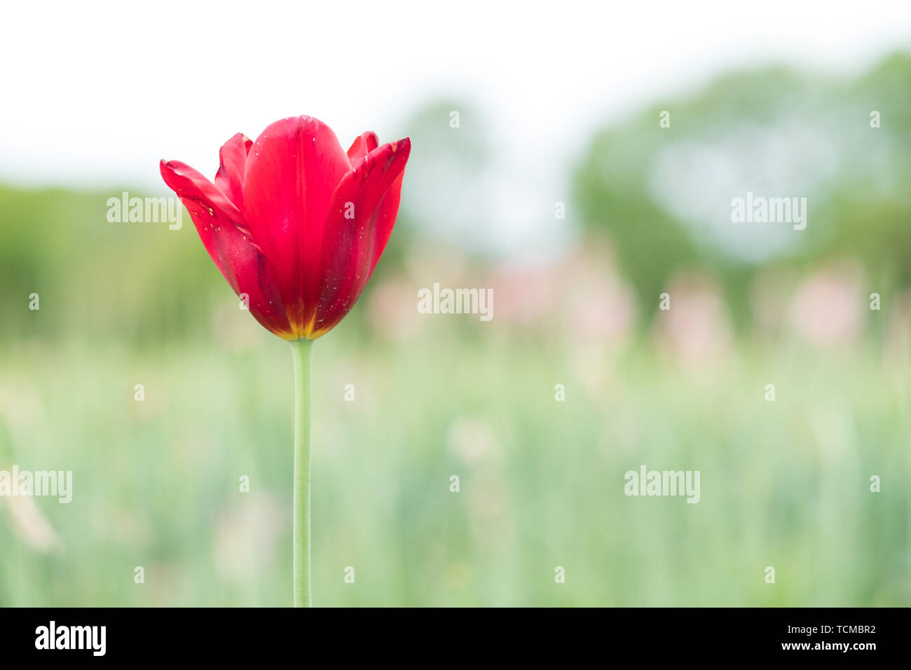 Garden red flower hi-res stock photography and images - Alamy