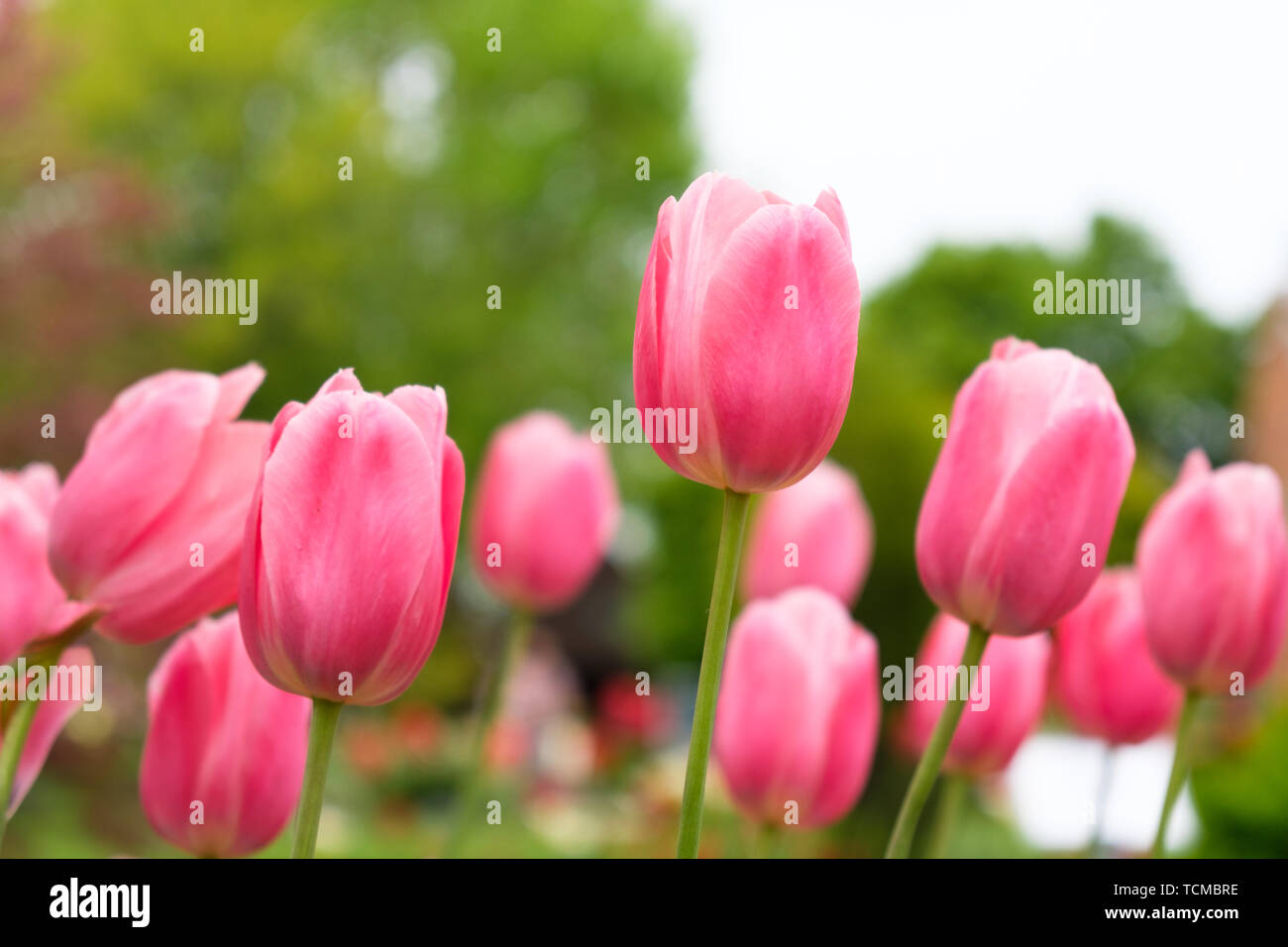 Group of pink tulips hi-res stock photography and images - Alamy
