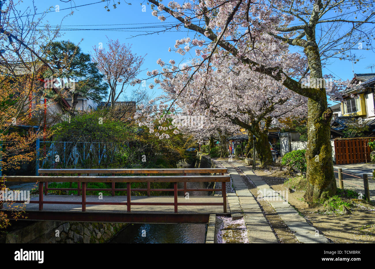 Cherry blossom (sakura) on Philosopher Walk in Kyoto, Japan Stock Photo ...