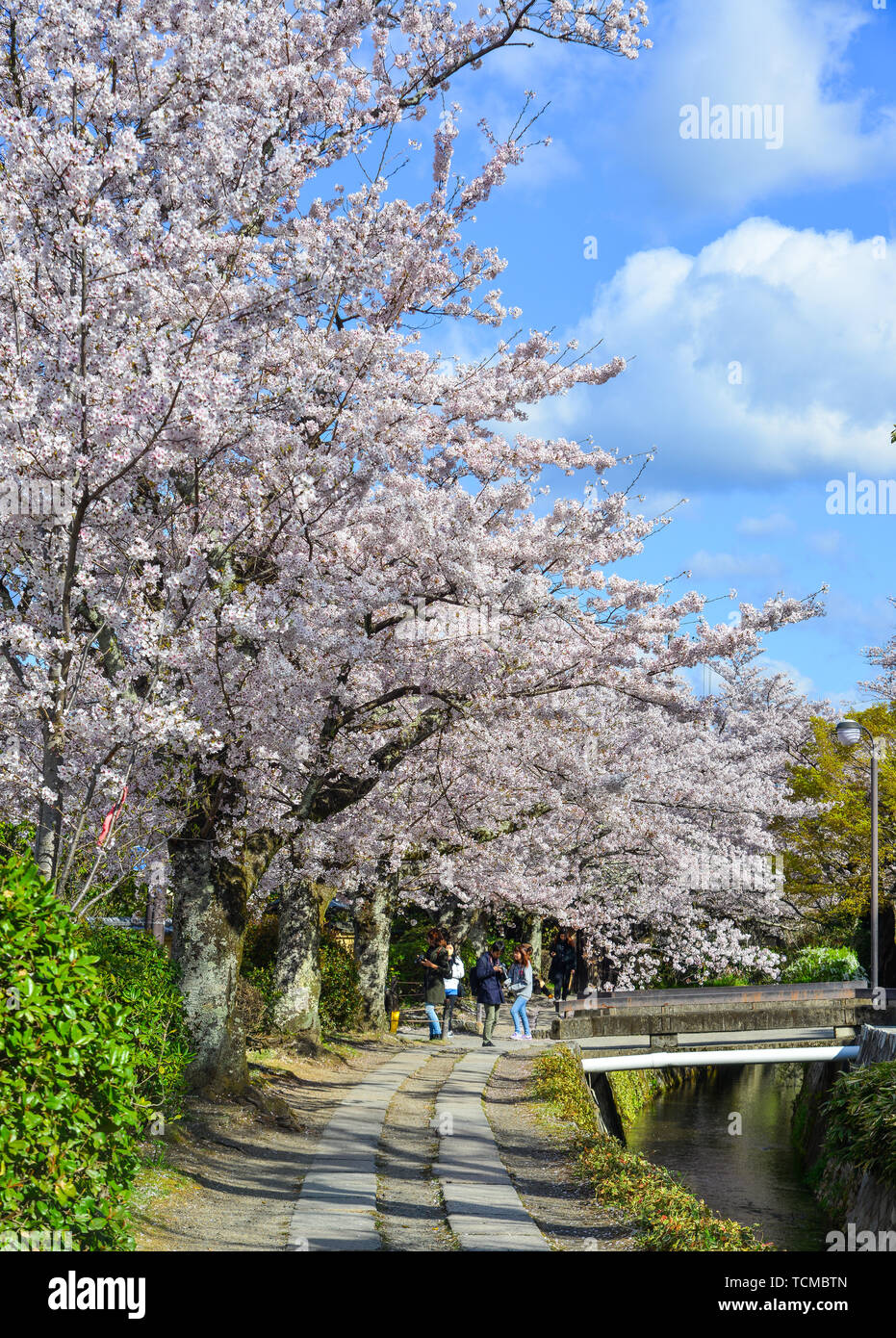 Kyoto, Japan - Apr 9, 2019. People enjoying cherry blossom (sakura) on ...
