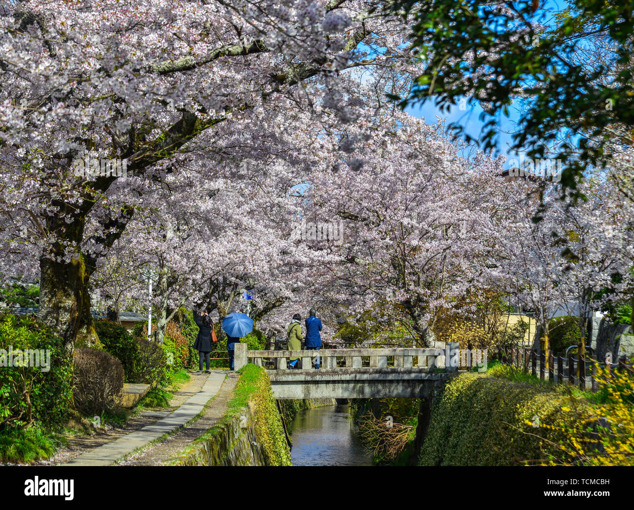 Cherry blossom (sakura) on Philosopher Walk in Kyoto, Japan Stock Photo ...