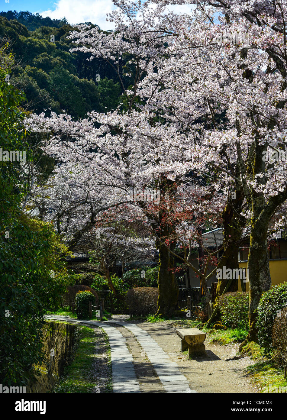 Cherry blossom (sakura) on Philosopher Walk in Kyoto, Japan Stock Photo ...