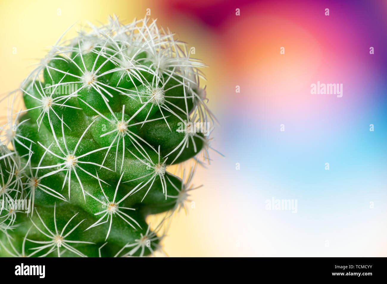 Microscopic creatures hi-res stock photography and images - Alamy