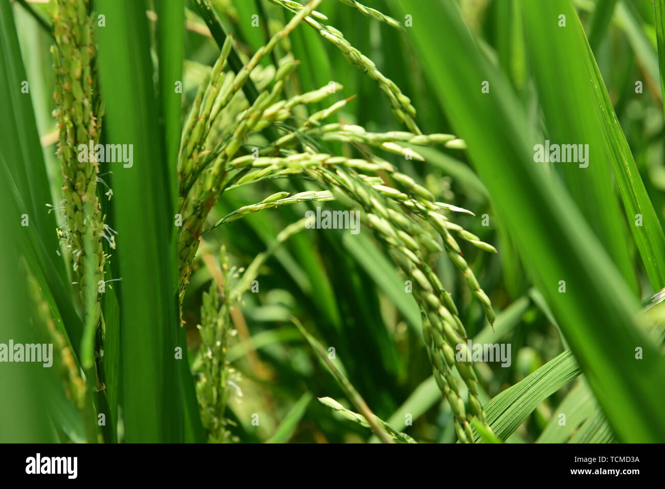 Rice spike paddy field, rice Stock Photo - Alamy