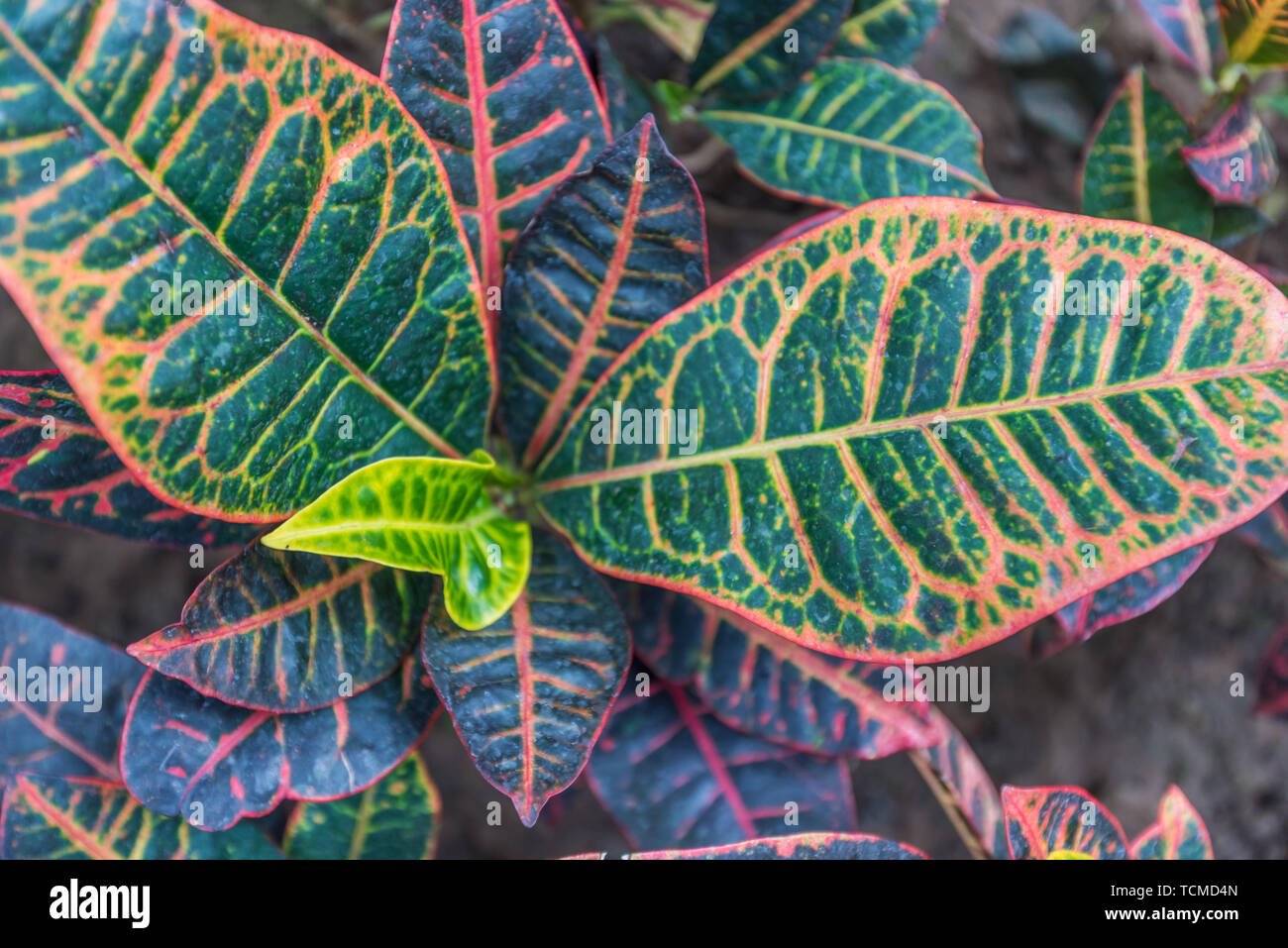 Ornamental leafy plants hi-res stock photography and images - Alamy