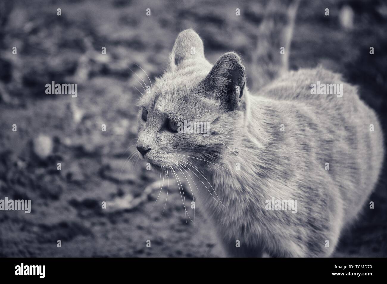 The cat's gaze Stock Photo - Alamy