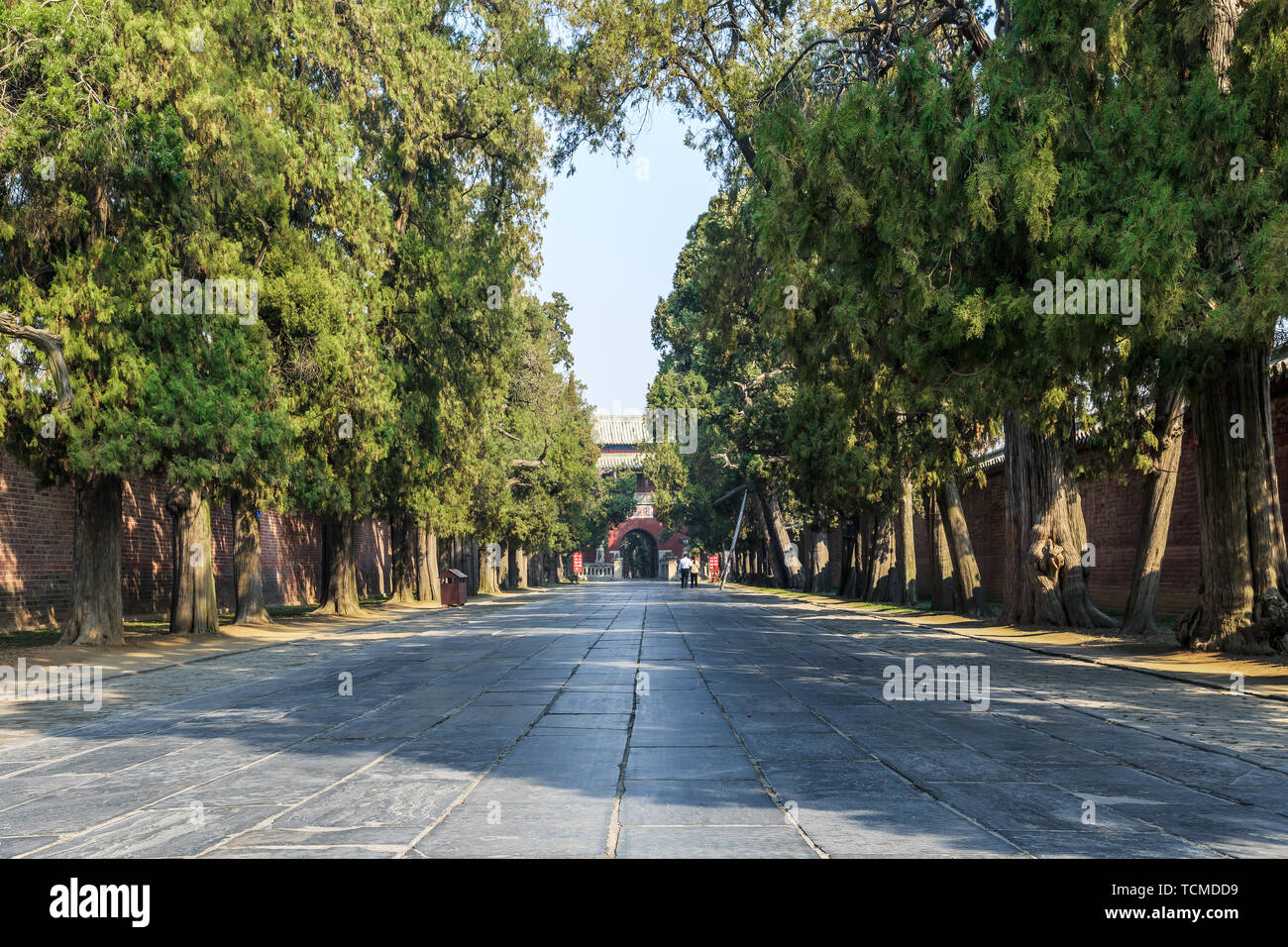 The towering ancient trees in the Confucius Forest in Qufu, Shandong ...