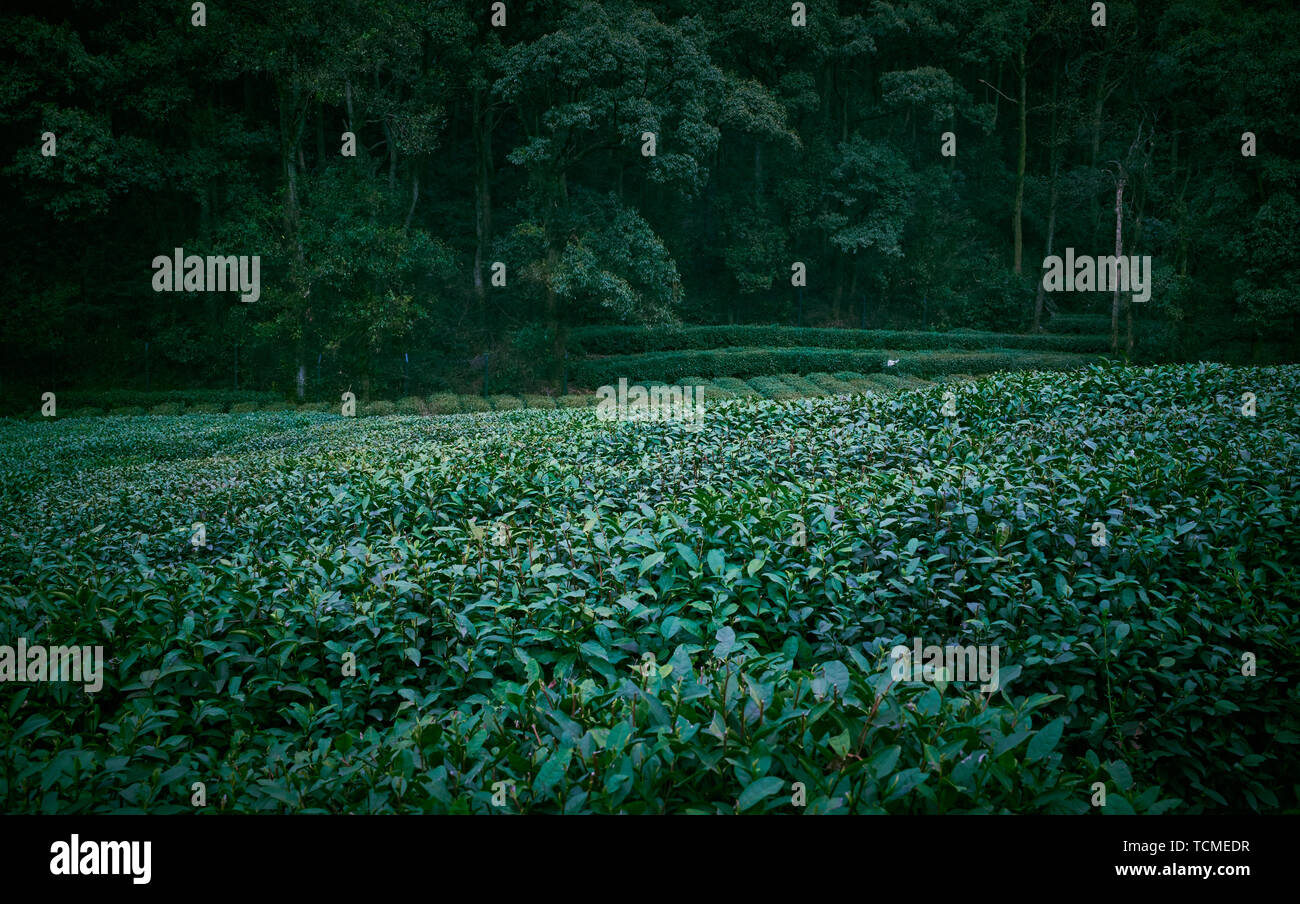 Meijiawu tea garden hi-res stock photography and images - Alamy