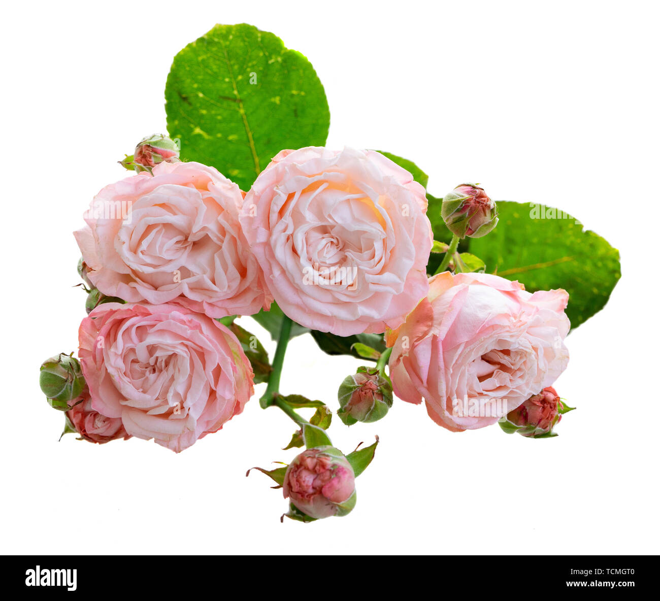 Bouquet of flowers, overhead view Cut Out Stock Images & Pictures - Alamy