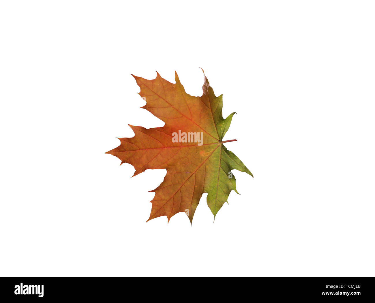 Autumn maple leaves isolated on white background Stock Photo - Alamy