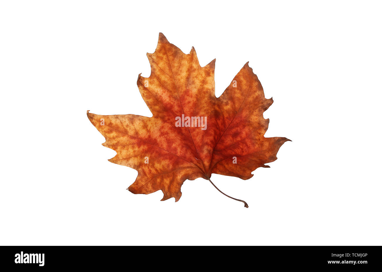 Autumn maple leaves isolated on white background Stock Photo - Alamy