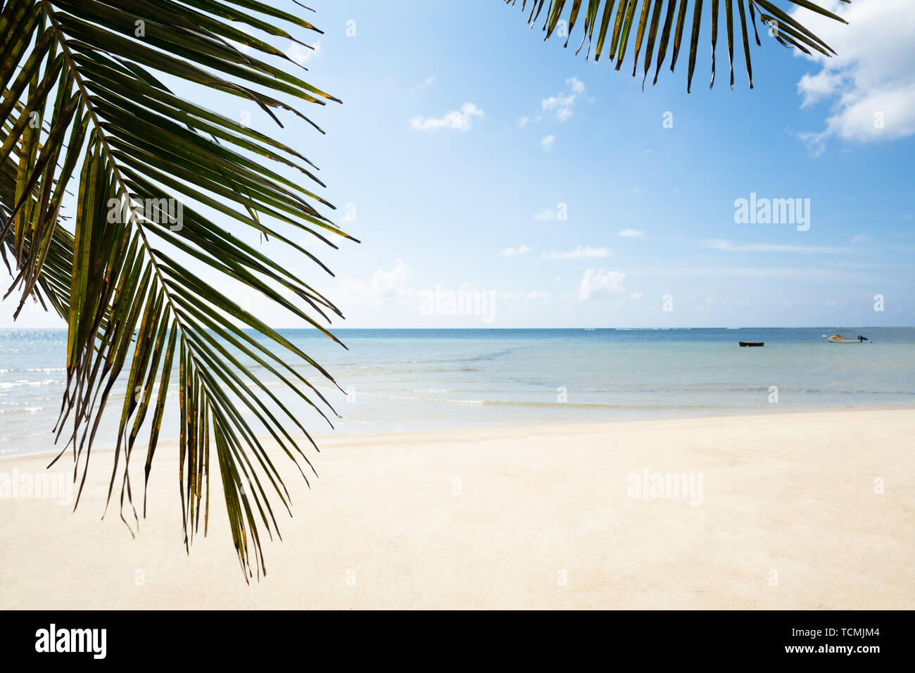Close-up Of Palm Leaves On Turtle Bay Beach, Mahe Island, Seychelles ...